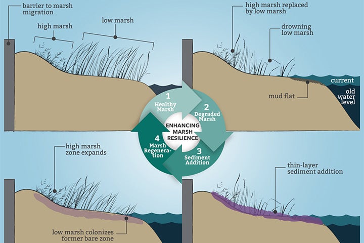 Thin-Layer Sediment Placement: Evaluating an Adaptation Strategy to Enhance Coastal Marsh ...